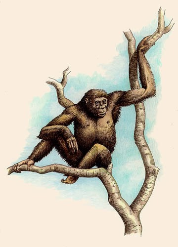 LA EVOLUCIÓN HUMANA: EVOLUCIÓN HUMANA