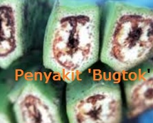 PISANG - PENYAKIT BUGTOK - Mbah Info