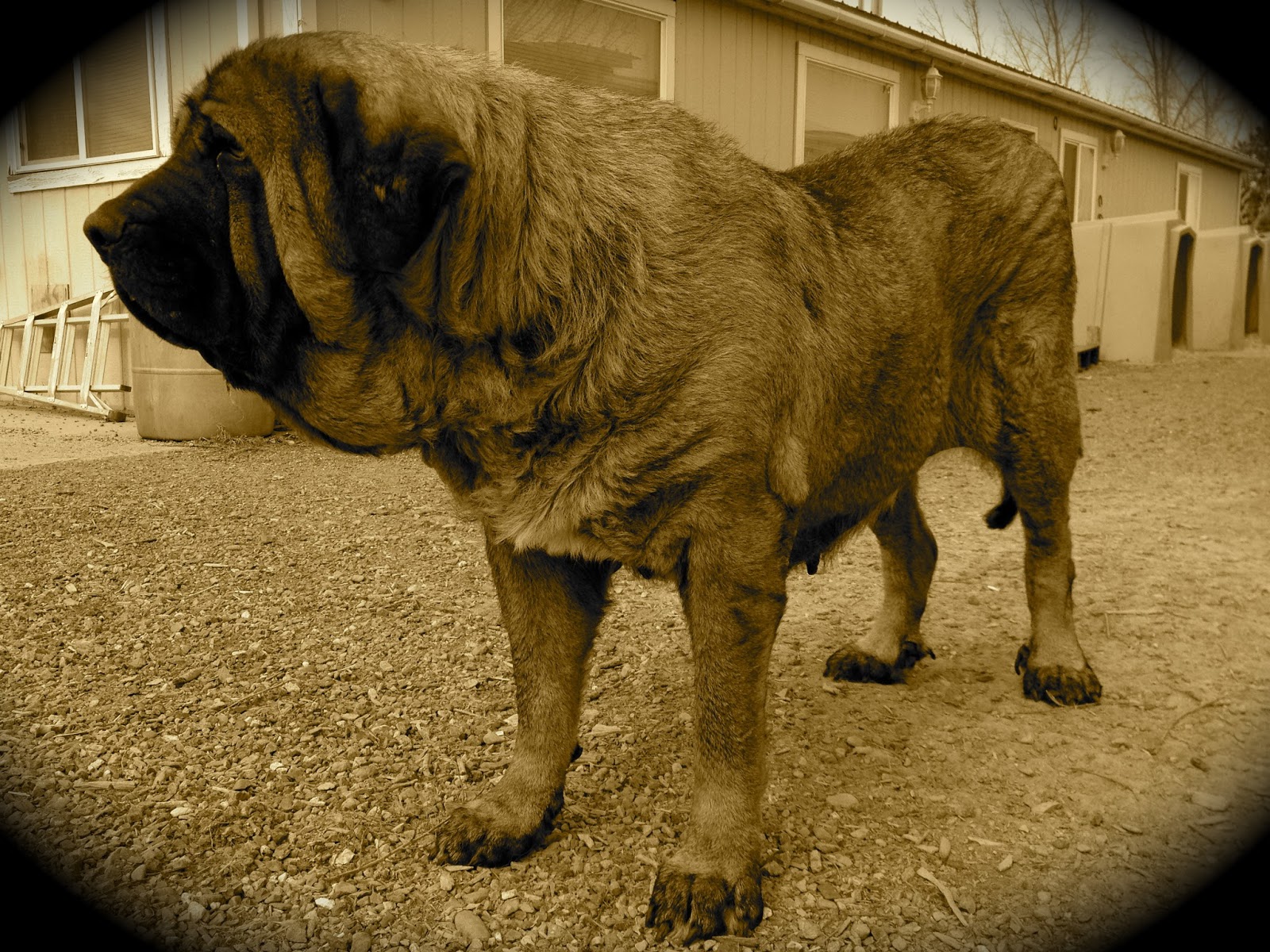 LIVESTOCK GUARDIAN DOG BLOG: Spanish Mastiff or Pyrenean Mastiff ...