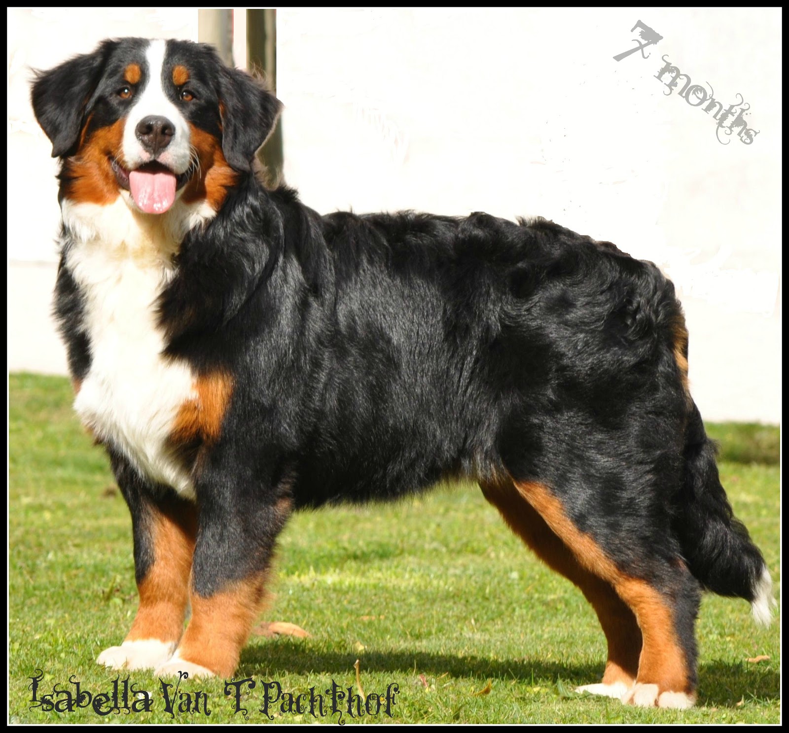 Boyeros de Berna: Nuestra Historia