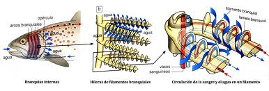generalidades de los animales del zoologico de barranquilla ...