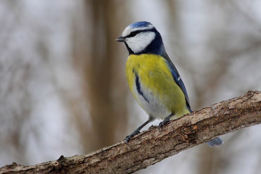 FREE BIRDS/ svobodne ptice: PTICE V PARKU TIVOLI