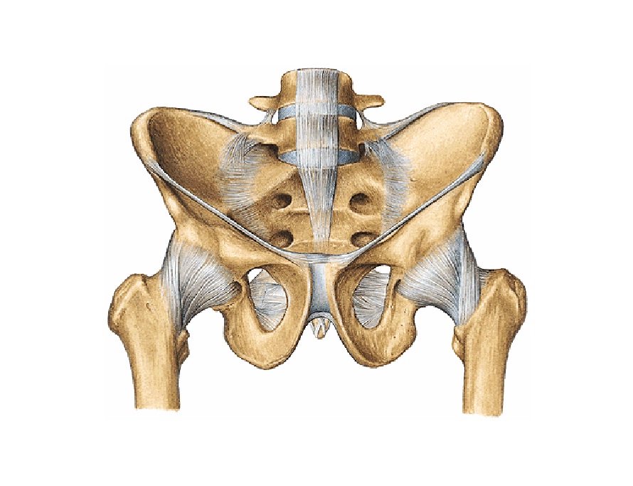 Fisioterapia: Articulación Coxofemoral