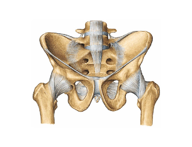 Fisioterapia: Articulación Coxofemoral