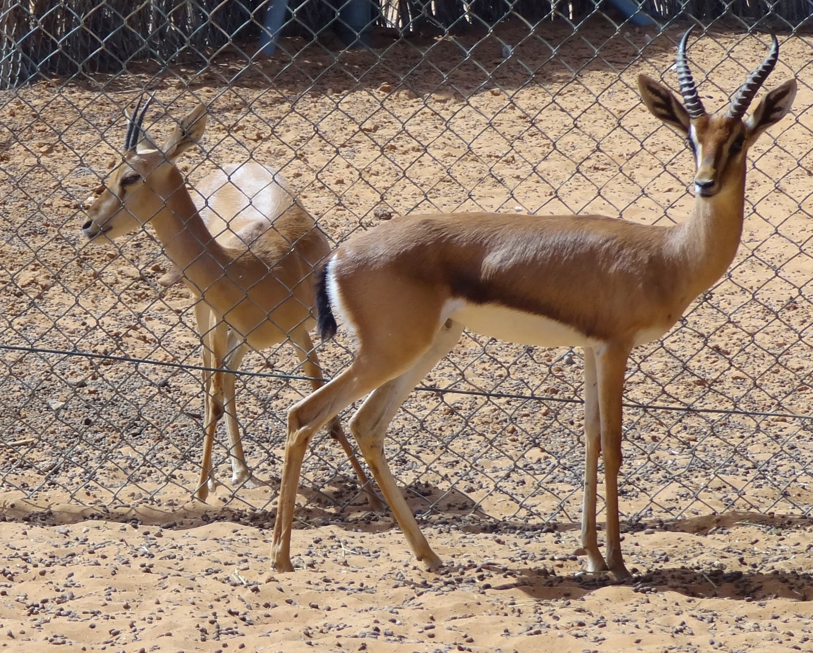 Wildcard travels: Abu Dhabi Wildlife Centre – Lions and Tigers