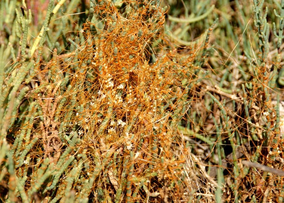 A photo, A thought............: Plant: Dodder, the menacing plant ...