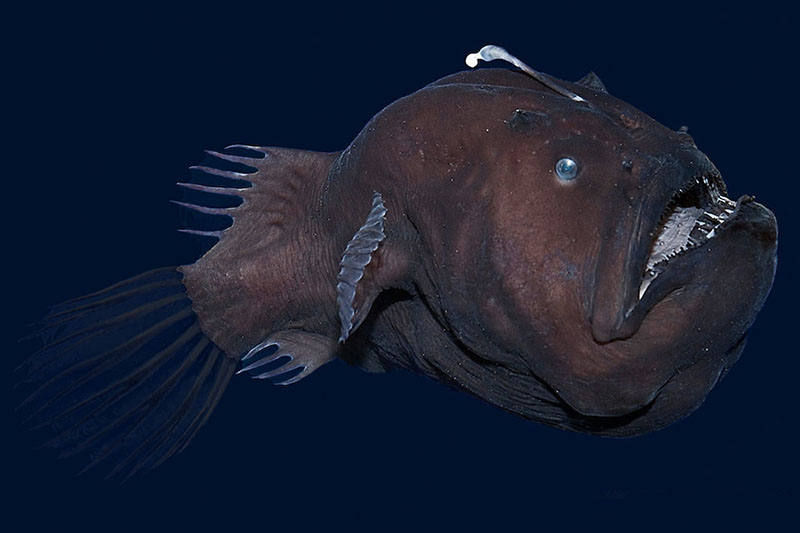 Los 5 peces más feos que quizás no conoces