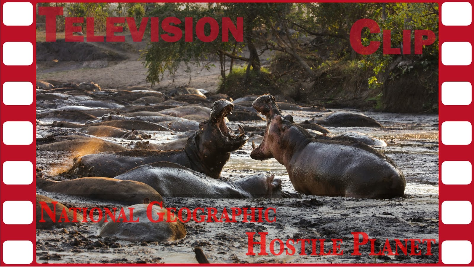 Exclusive clip Hippo Fight from National Geographic HOSTILE PLANET