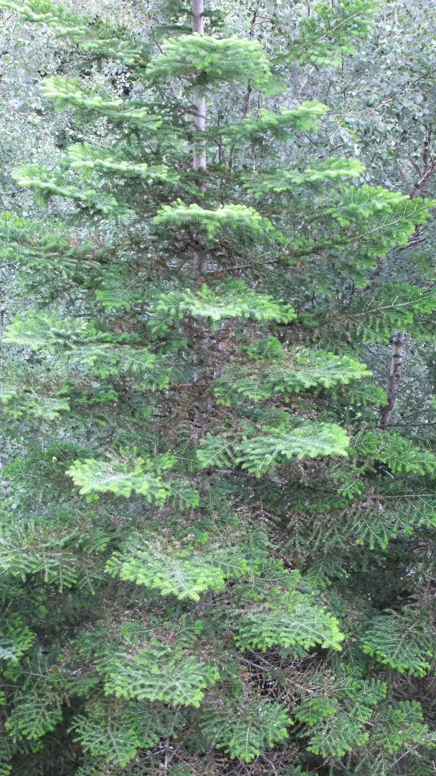 Plantas, Árboles y Flores: ABIES ALBA. ABETO