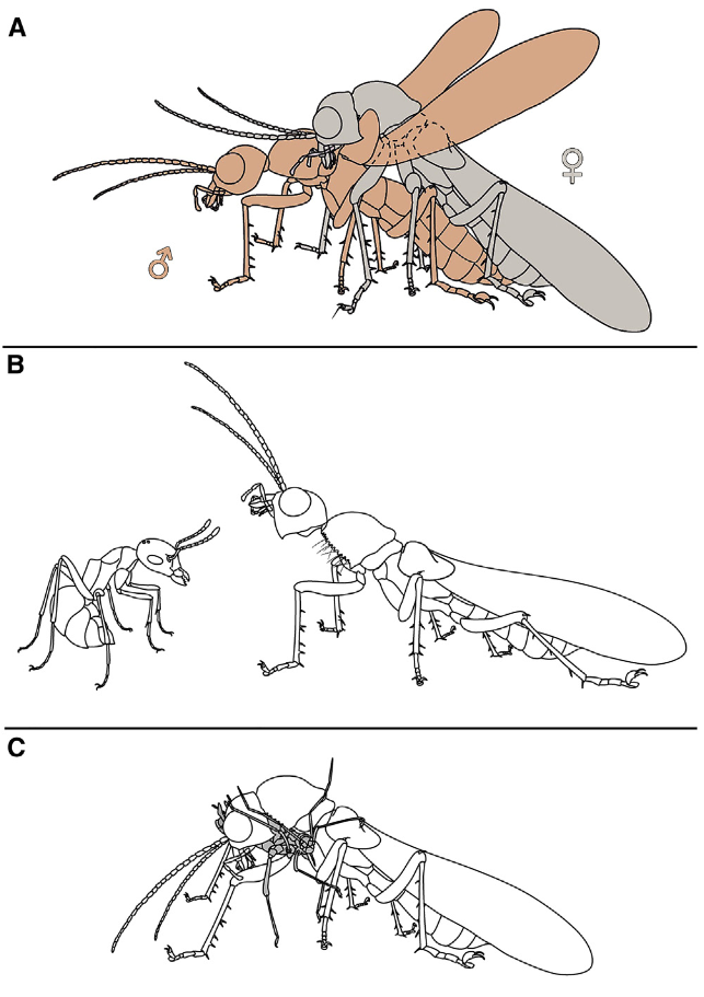 Life, et al.: Co-Evolution, Mesozoic Roachoids & Unconvincing Results ...