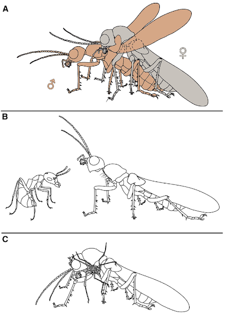 Life, et al.: Co-Evolution, Mesozoic Roachoids & Unconvincing Results ...
