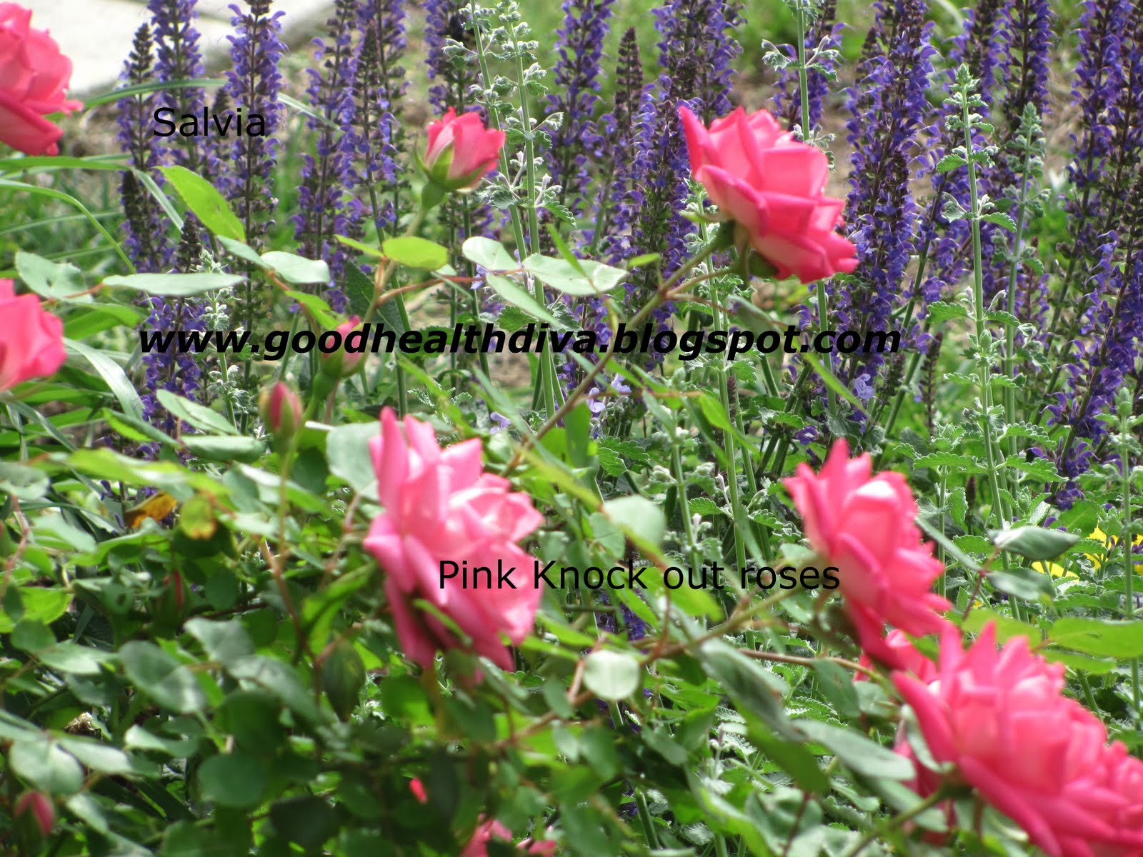 Natural Fit Life-Healthy Can Be Done!: The benefits of gardening: A ...