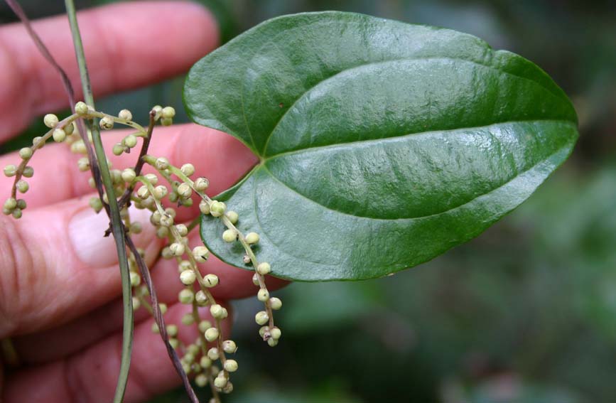Toowoomba Plants: Long Yam
