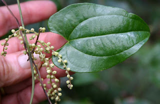Toowoomba Plants: Long Yam