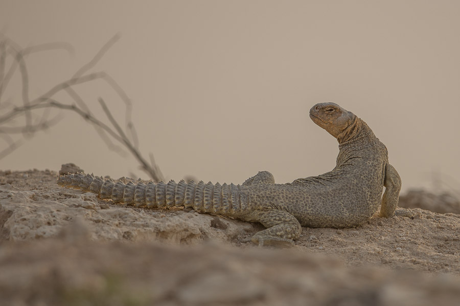 Birds of Saudi Arabia: A good showing of Arabian Spiny-tailed Lizards ...