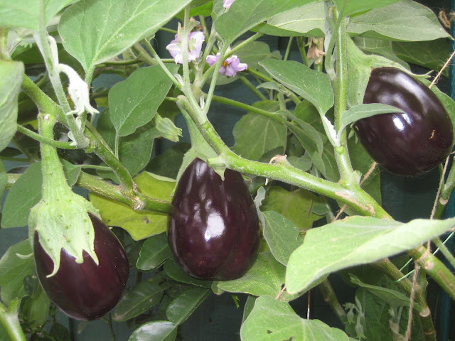 Kilimo cha Bilinganya - Sehemu ya nne (Growing Eggplant - Part four)