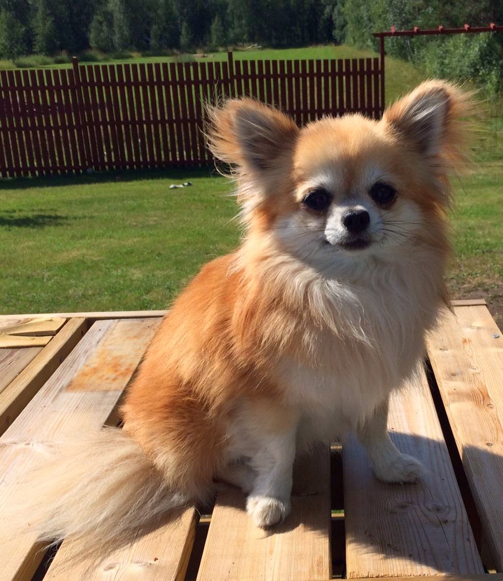 Chihuahua Blogg: Planerade Valpar