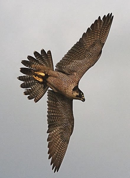 B YUNQUERA DE HENARES Dama de La Campiña II: HERMANAMIENTO DE LOS ...
