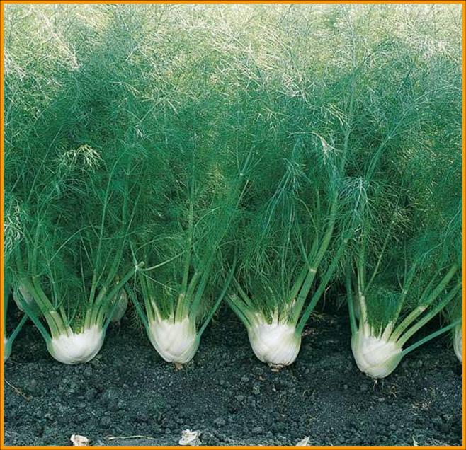 Seminte si plante de gradina hobby: Fenicul-FoeniculumVulgare