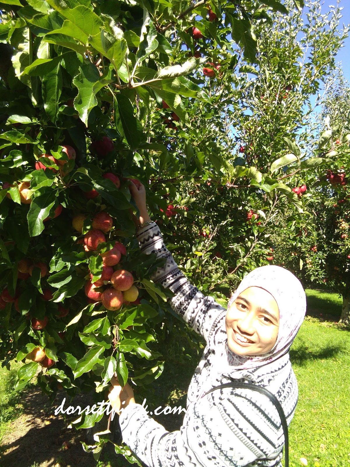 Makan Epal Segar dari Pokok di Cromwell, New Zealand | Dorsett Pink