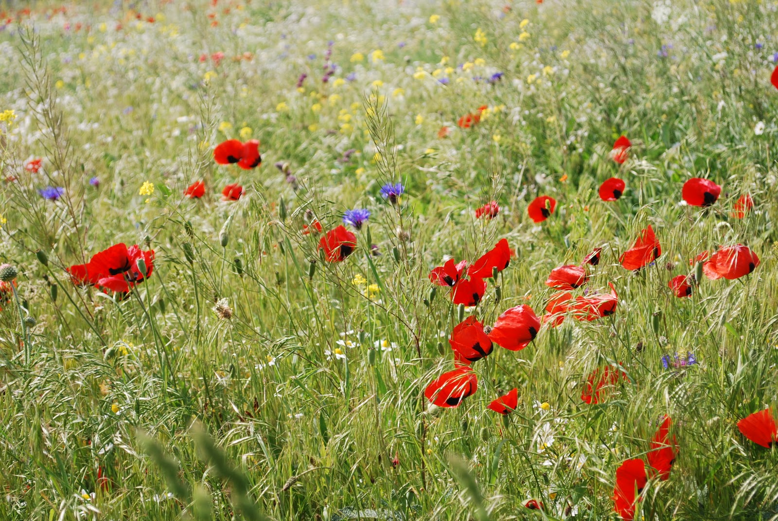 socalgalopenwallet: Cicekler, the wild flowers of Turkey