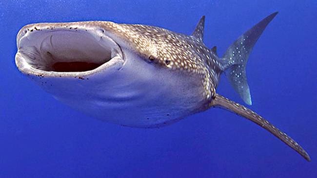 Down Under: Osa 10 ehk fakte Lääne-Austraalia ja Perthi kohta