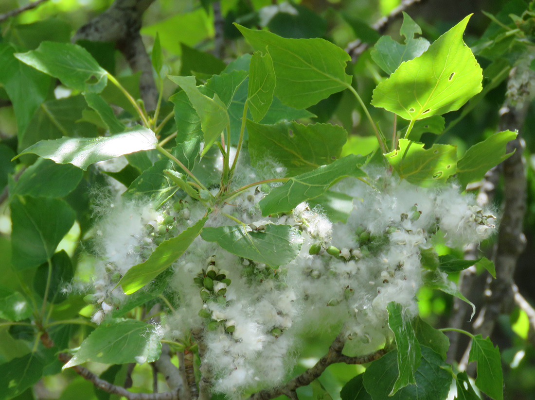 Á R B O L E S (T R E E S) y P A L M E R A S (P A L M S): Populus nigra ...