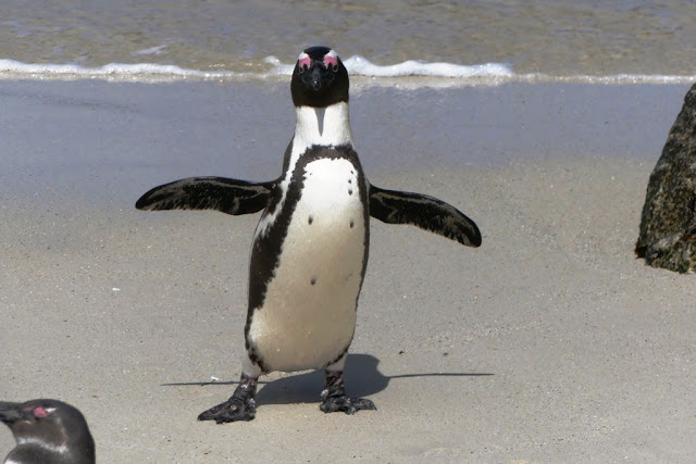 AFRICA AUSTRAL 2016: Pingüinos en El Cabo