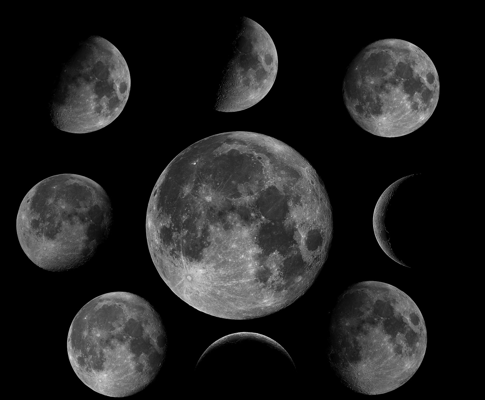 What Is A Luna And A Alpha at Shaun Dorsey blog