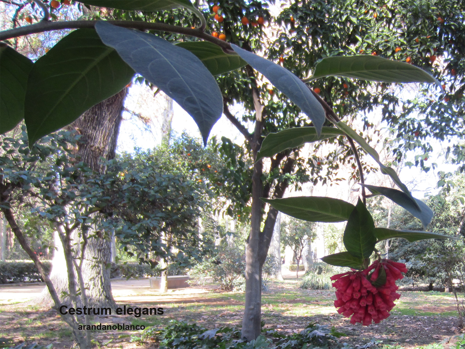 arbustosensevilla-encinarosa: Cestrum / Cestrum aurantiacum / Cestrum ...