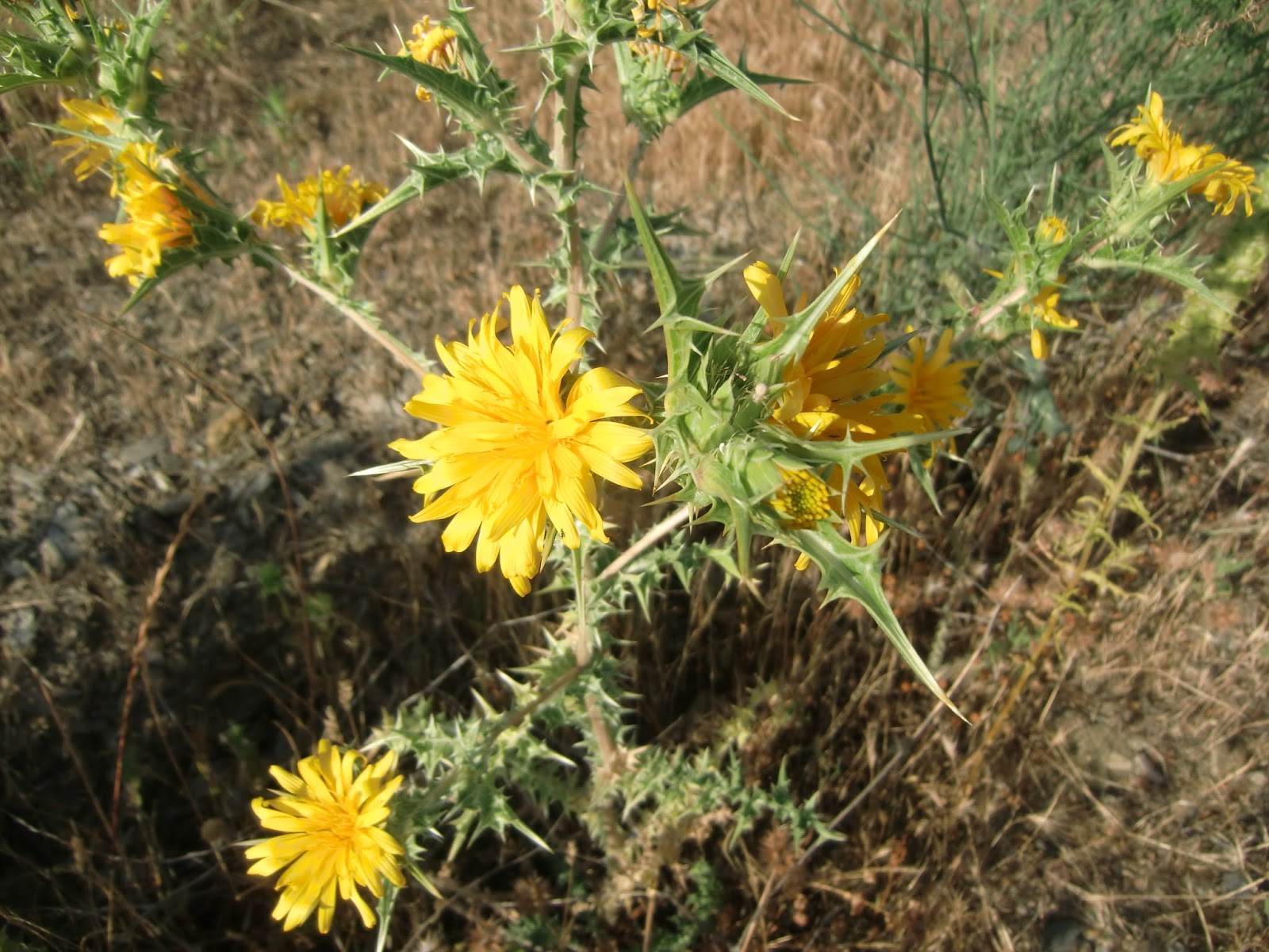 Plantas de Huerta Otea, Salamanca: Cardillo, cardo de olla, tagarnina ...