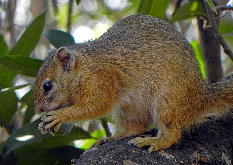 All Animals: African bush squirrel,Profile,Latest news,Photos