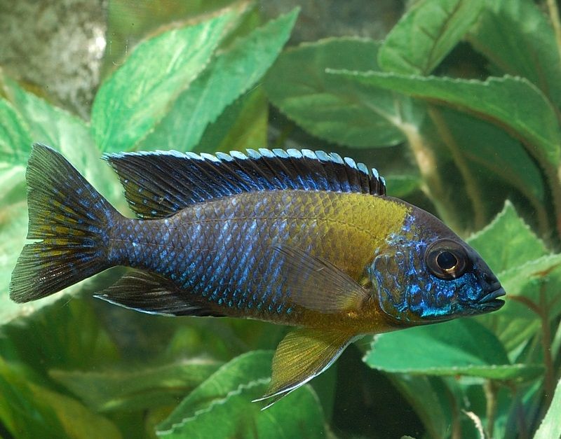 5 Ikan Cichlid Afrika Dari Jenis African Cichlids Peacock Malawi