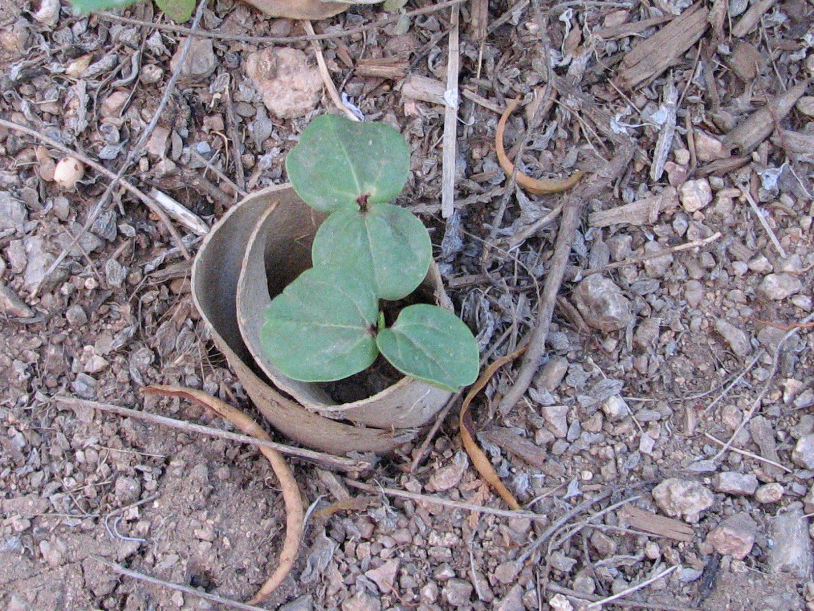 Edible Herbs, Flowers & Other Edibles - Grow Your Own Dinner!: April ...