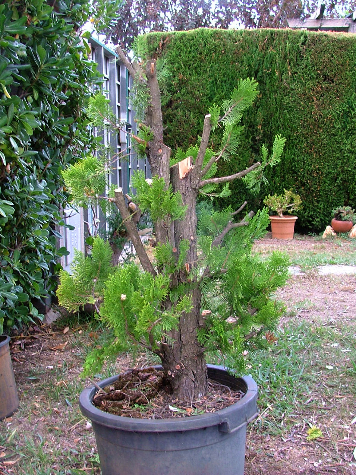TOT BONSAI: Thuja o Tuya...