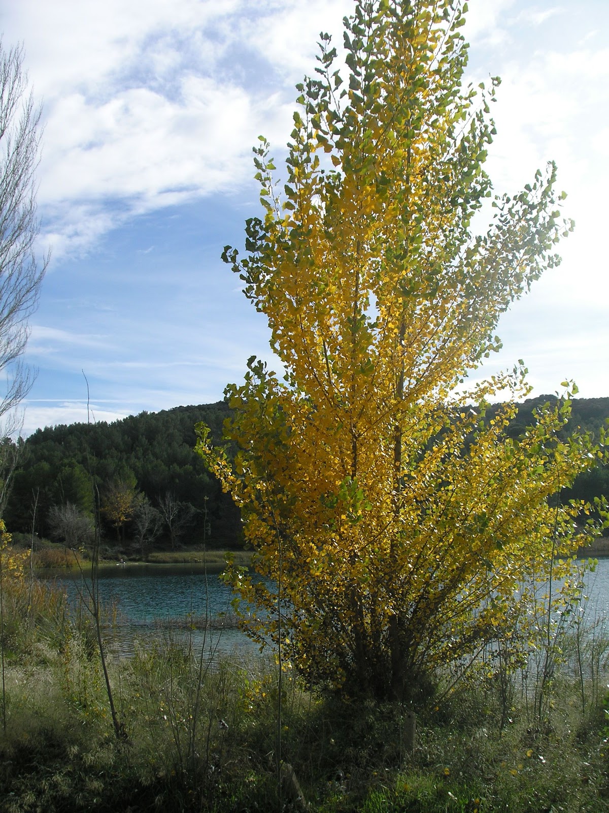 FLORA CAMPO DE MONTIEL Y ALREDEDORES: CHOPO O ÁLAMO NEGRO
