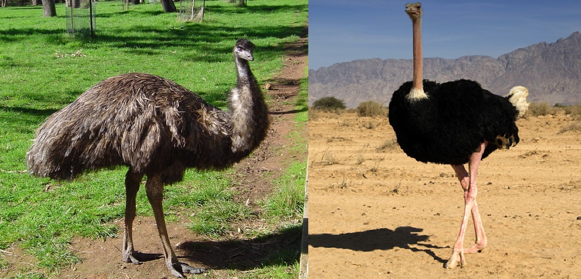 Animals of the world: Avestruz vs Emu