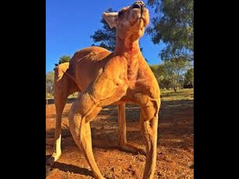 'Ripped' kangaroo goes viral in muscular chest stunning photos