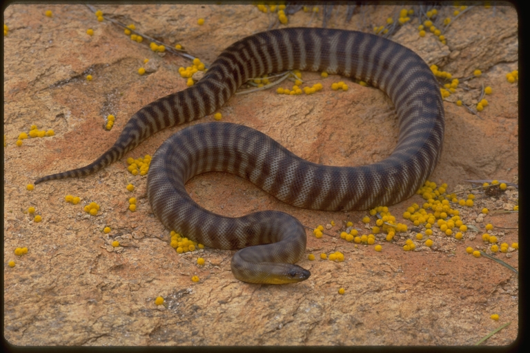 Laberinto en extinción: Pitón woma (Aspidites ramsayi)