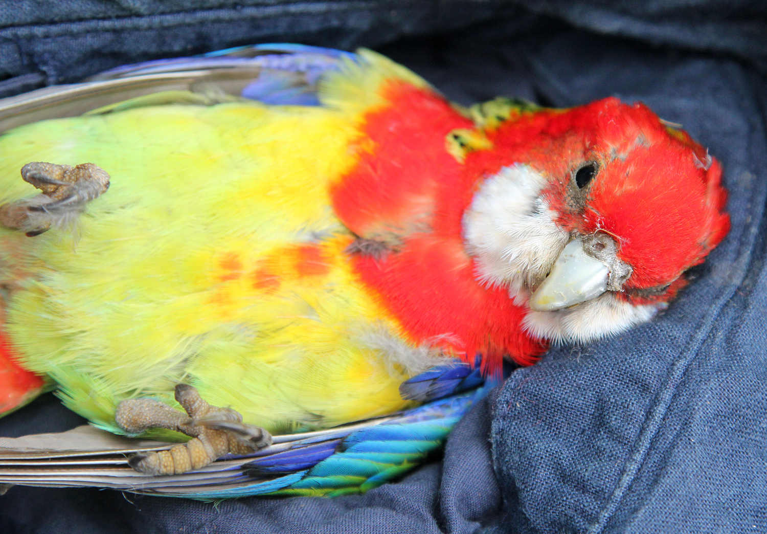 Rotorua Artist Janet Keen's Photography, Mosaics, Paintings & Writing ...