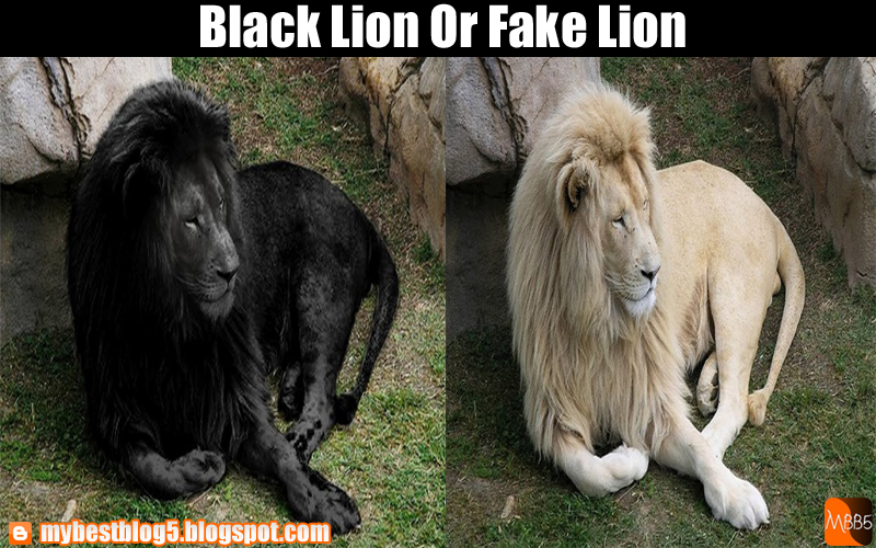 Black Lions on Pinterest | Black Lion, Melanism and Lion