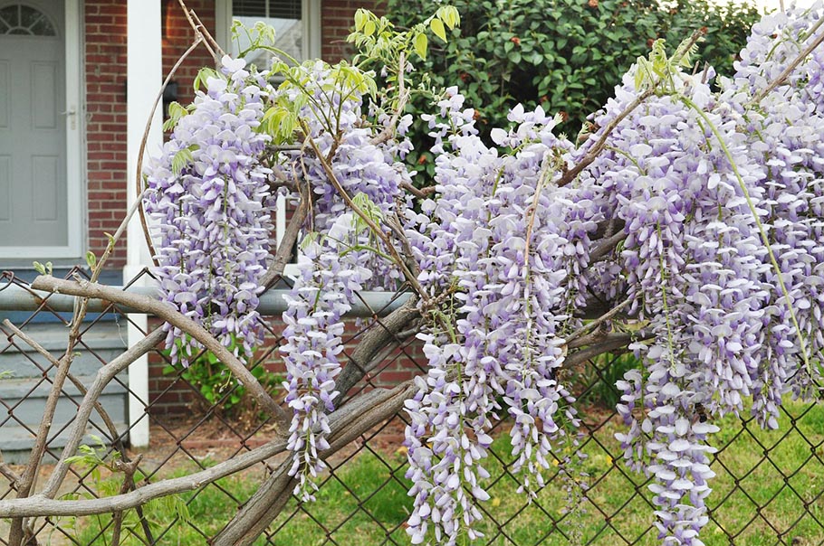 7 Charming Flowery Fences For Your Home - Mirage
