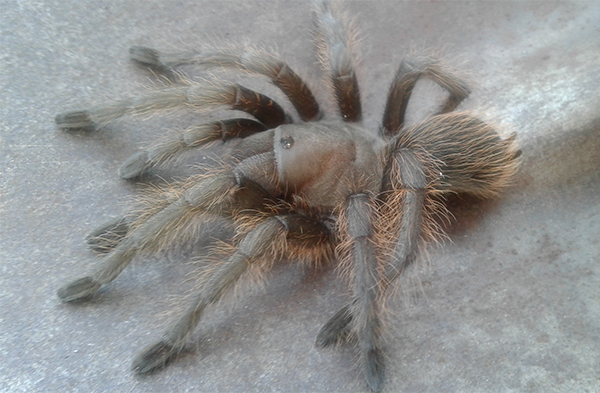 ARBICO Organics: Famous Faces of the Desert – Tarantulas