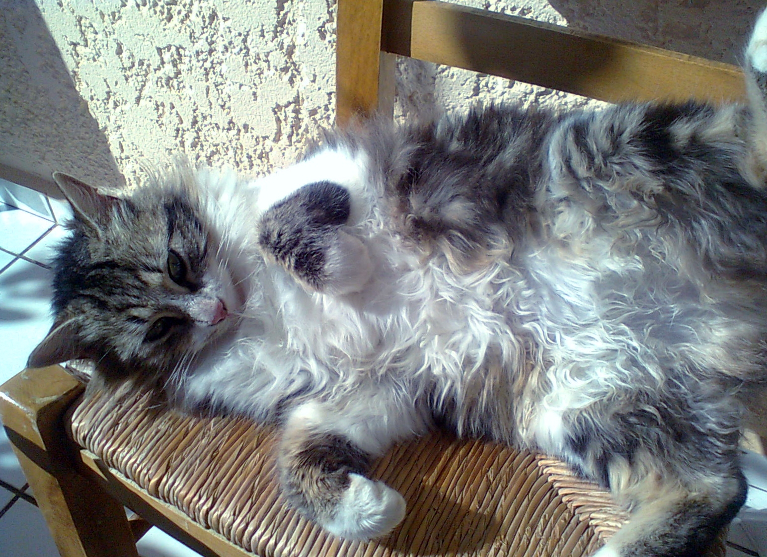 Walkabout Crete: Cats