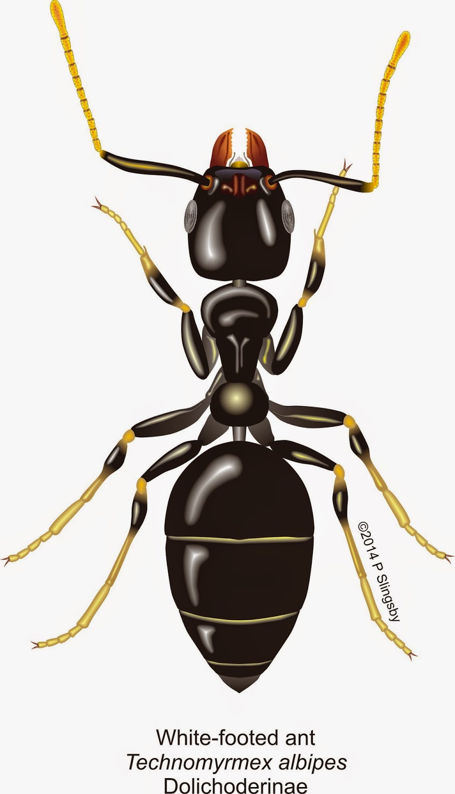 - Ants of Southern Africa -: August 2014