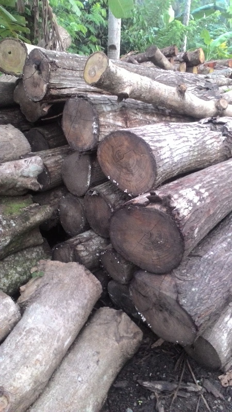 HJD Kayu Rasamala - DUTA RIMBA INDONESIA