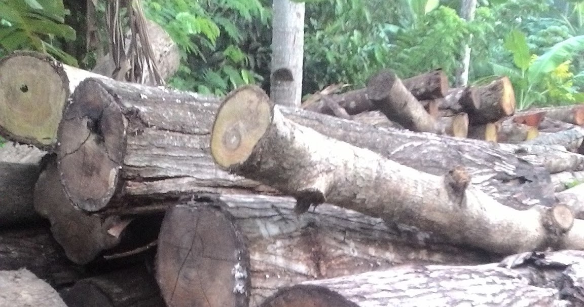 HJD Kayu Rasamala - DUTA RIMBA INDONESIA