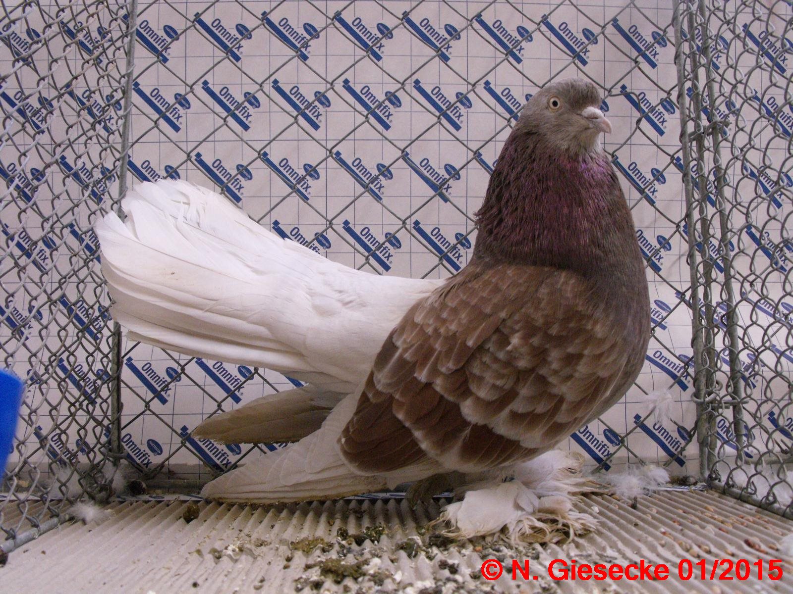 Persian Roller ( Persischer Roller ) - Pigeons fall