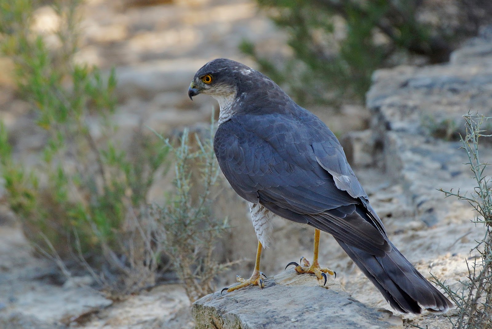 Pasión por las aves: Gavilán común.(Accipiter nisus)