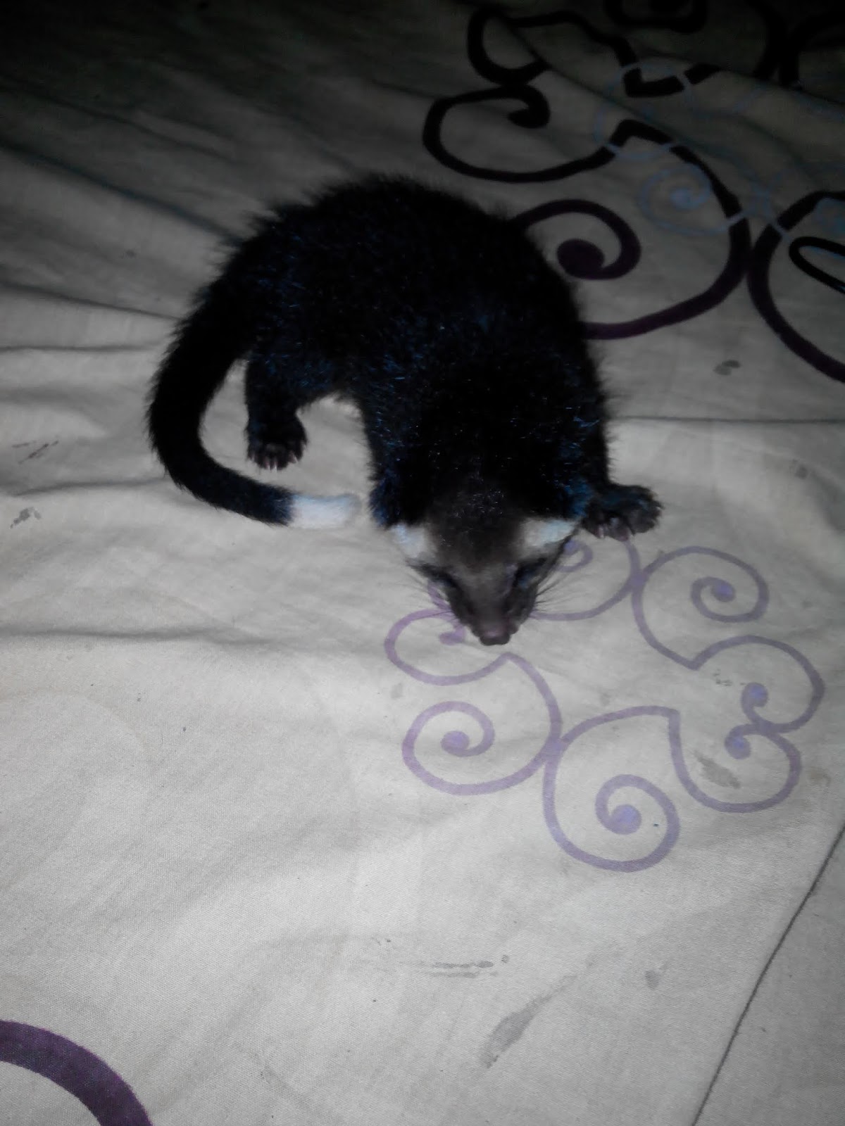 Pengalaman Membeli Musang Bulan